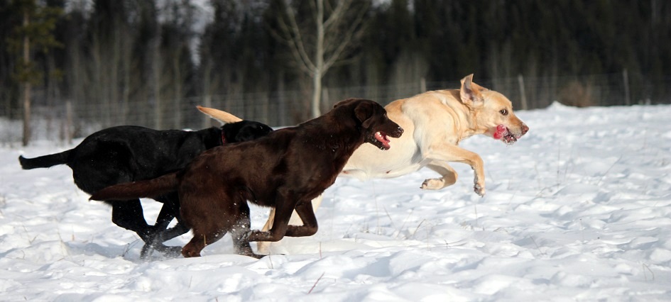 Eromit Labrador Retrievers | Truly Versatile Labs