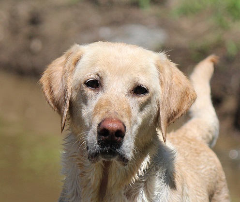 kimber j3 | Eromit Labrador Retrievers