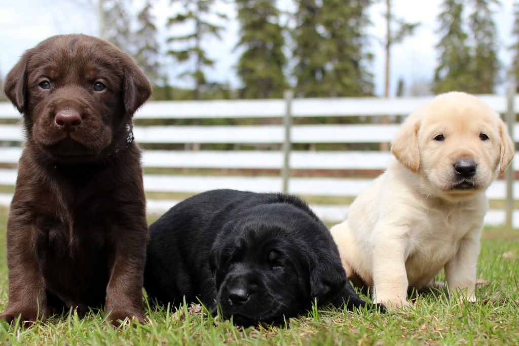 Eromit Labrador Retrievers | Truly Versatile Labs