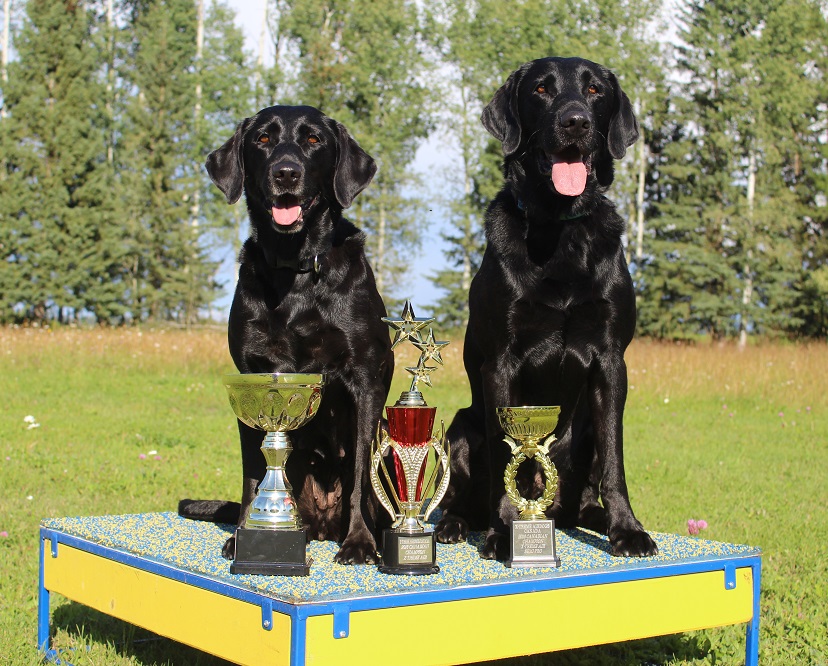 Eromit Labrador Retrievers | Truly Versatile Labs