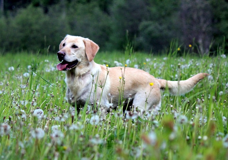 The Granny Squadron | Eromit Labrador Retrievers