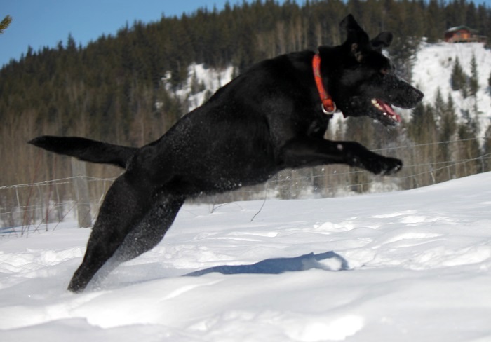 Jet | Eromit Labrador Retrievers