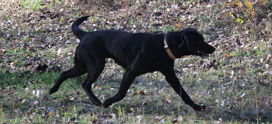 Jet | Eromit Labrador Retrievers