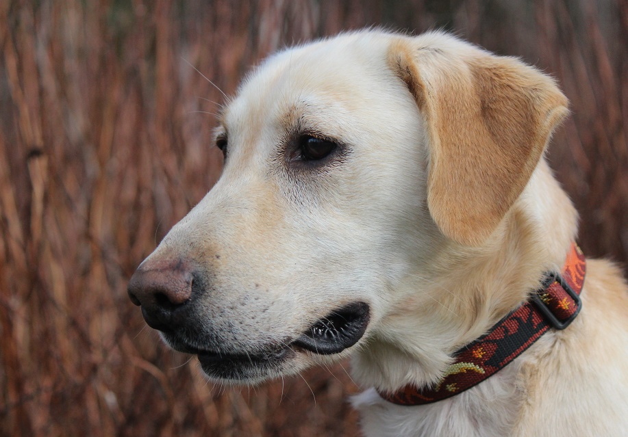 Ozzy | Eromit Labrador Retrievers