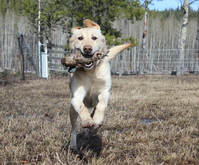 Ozzy | Eromit Labrador Retrievers