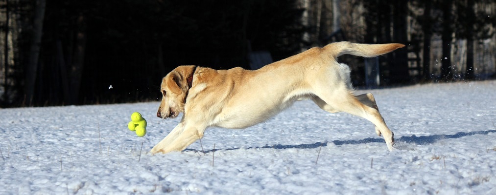 Ozzy | Eromit Labrador Retrievers