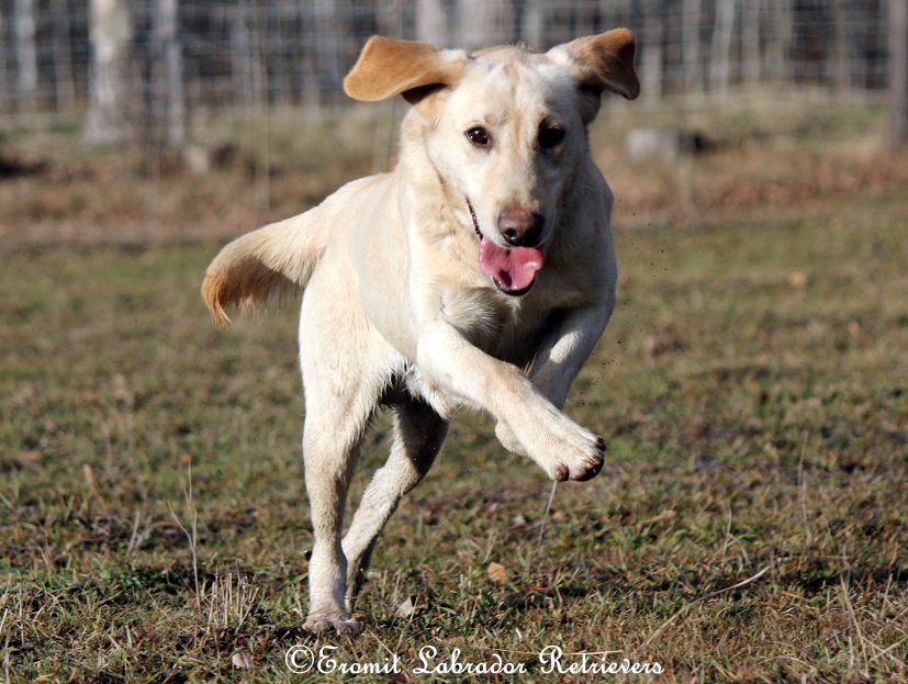 Ozzy | Eromit Labrador Retrievers