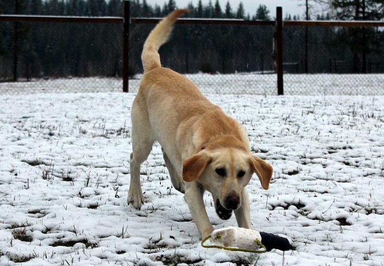 Ozzy | Eromit Labrador Retrievers