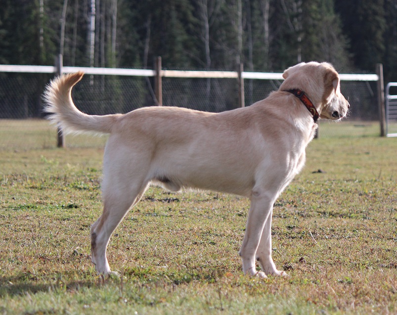 Ozzy | Eromit Labrador Retrievers