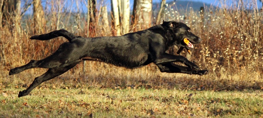 Ideal Body Condition | Eromit Labrador Retrievers