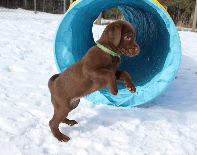 Vanilla | Eromit Labrador Retrievers