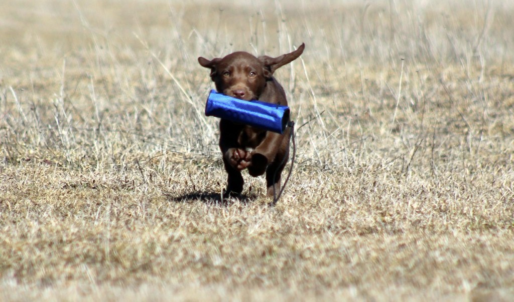 Vanilla | Eromit Labrador Retrievers