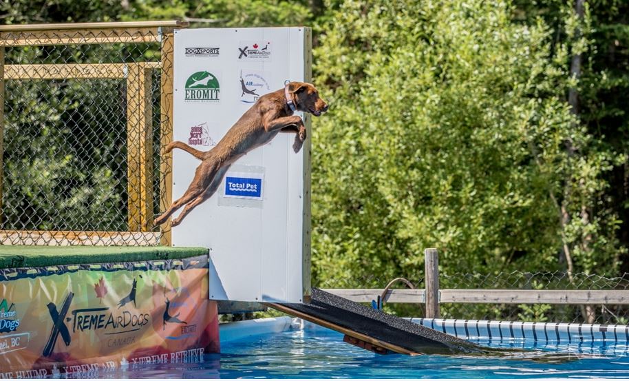 Vanilla | Eromit Labrador Retrievers