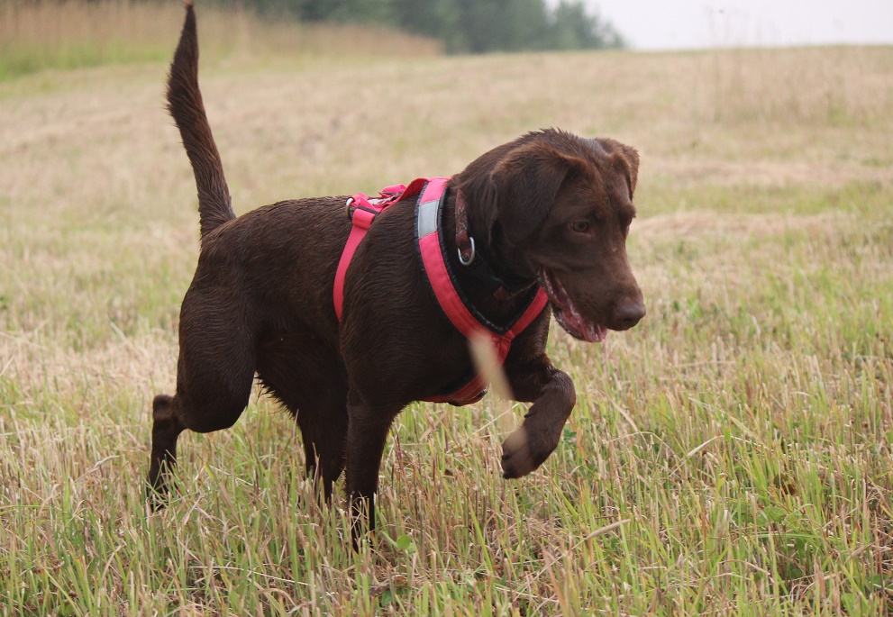 Vanilla | Eromit Labrador Retrievers