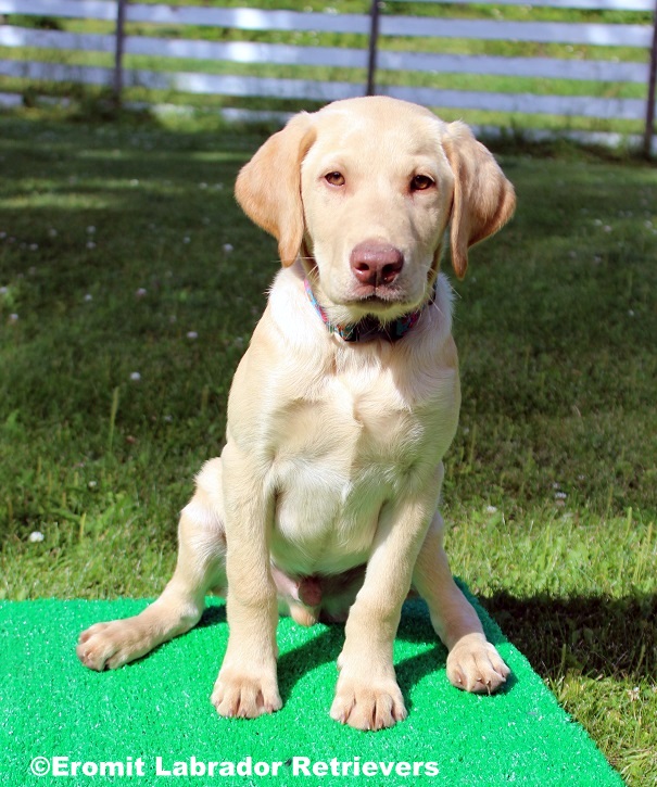 2014 Litters | Eromit Labrador Retrievers