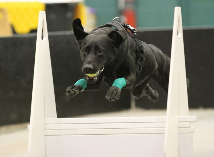 wrigley | Eromit Labrador Retrievers