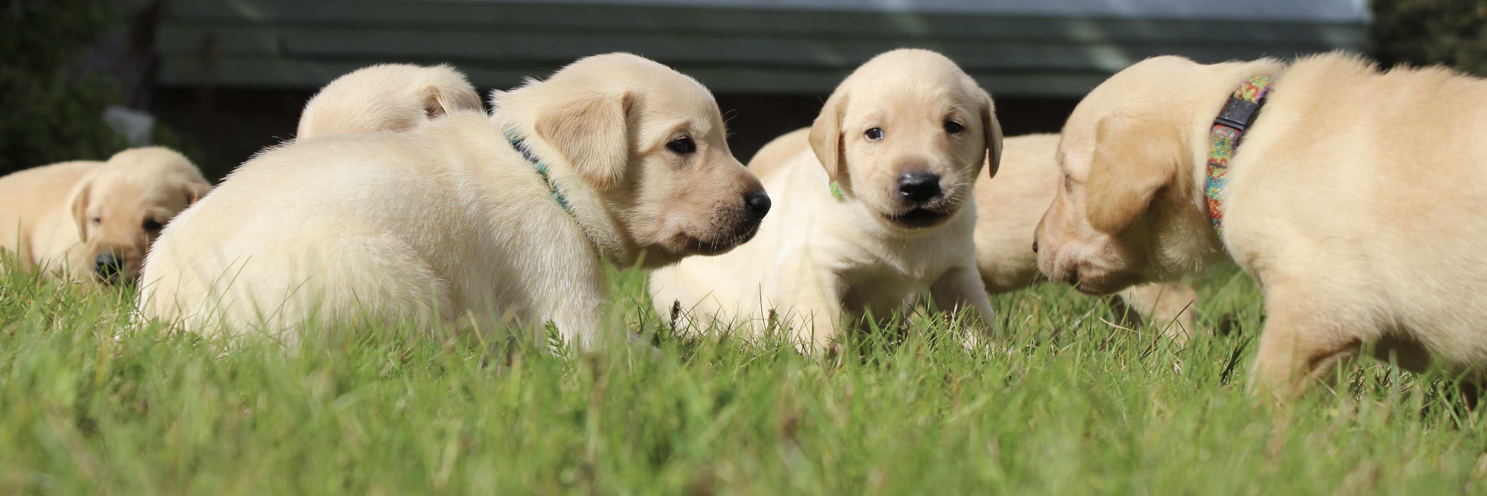 Jet x Buzz | Eromit Labrador Retrievers