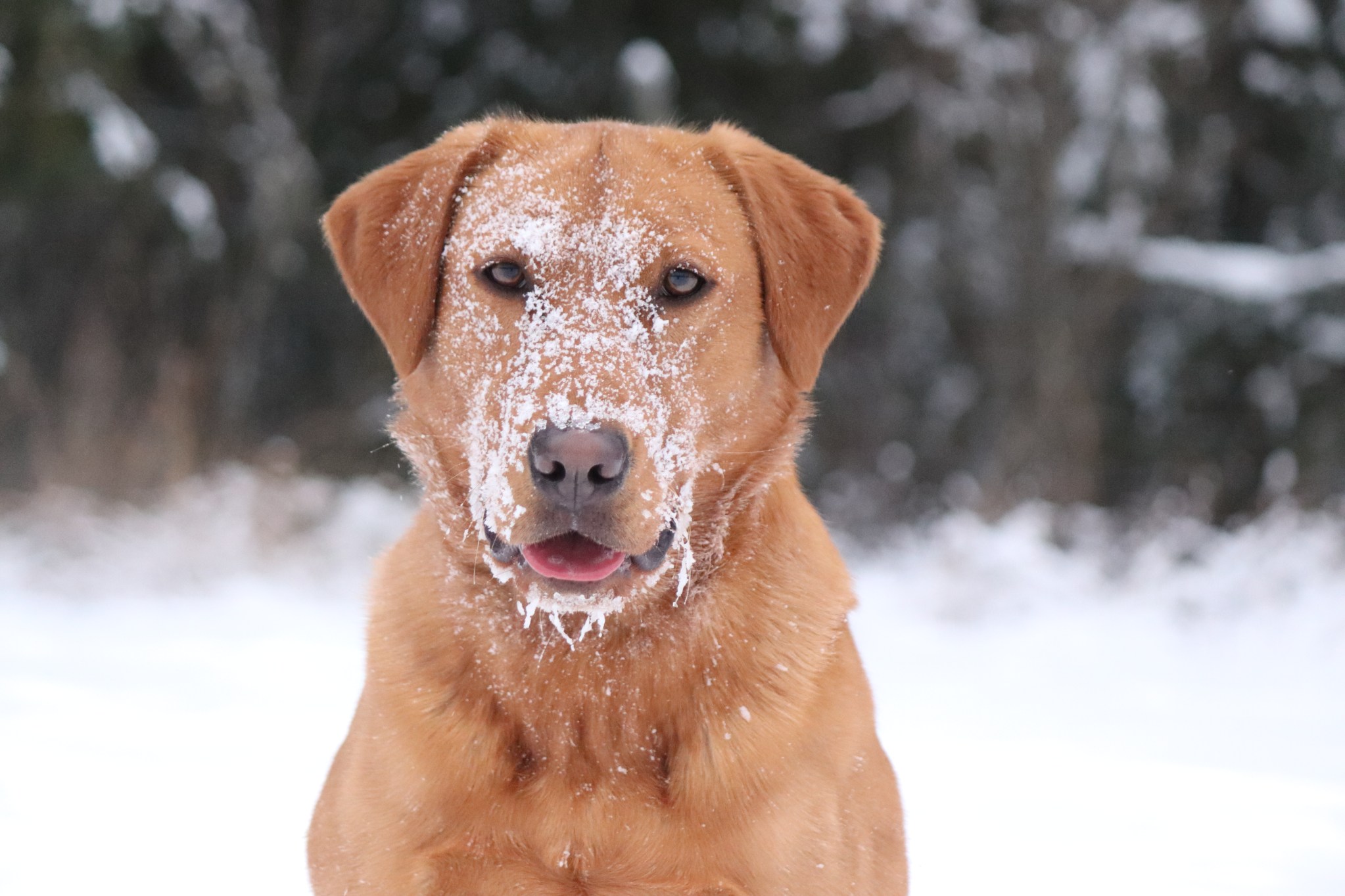 Marlin | Eromit Labrador Retrievers
