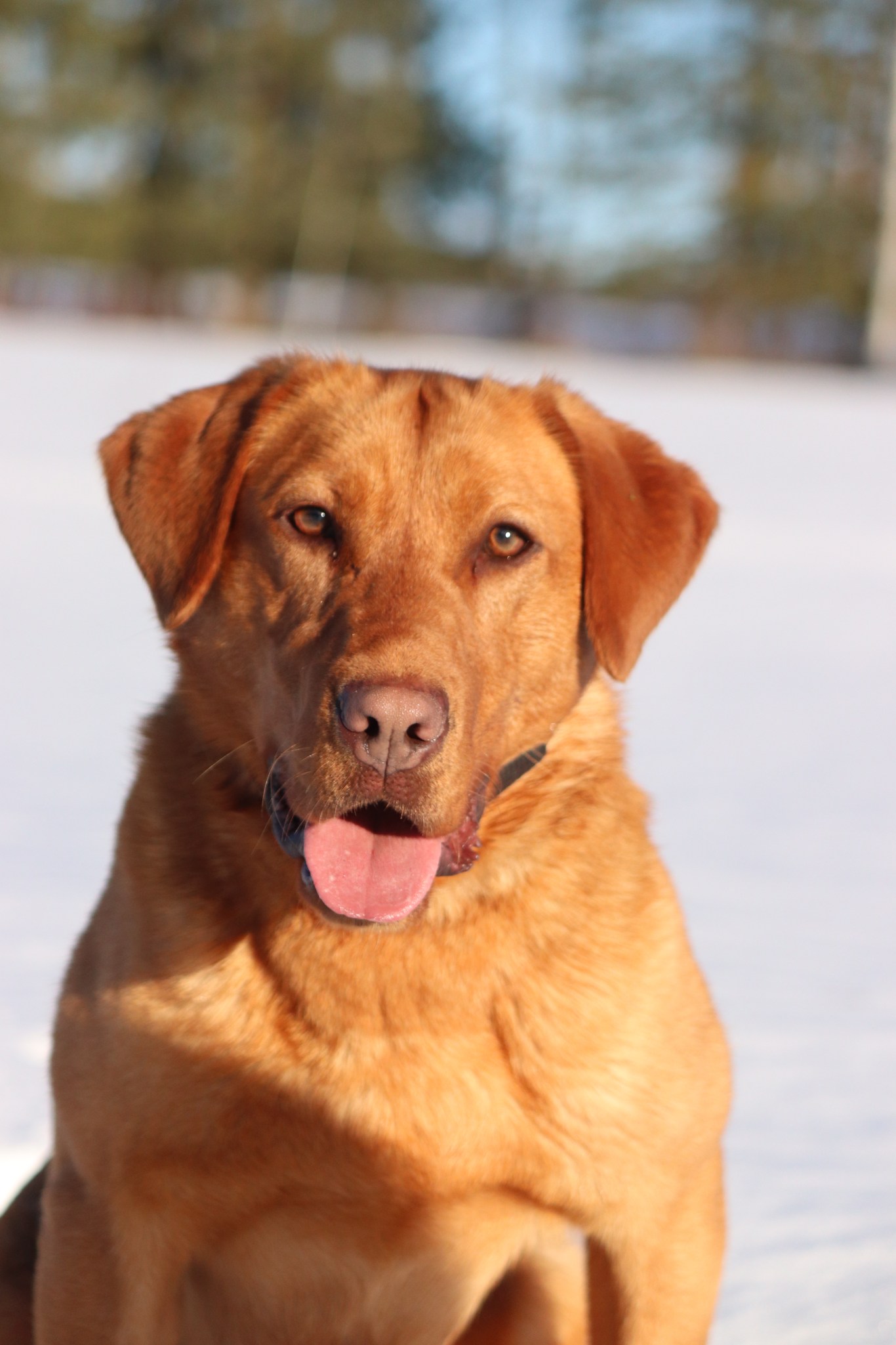 Marlin | Eromit Labrador Retrievers