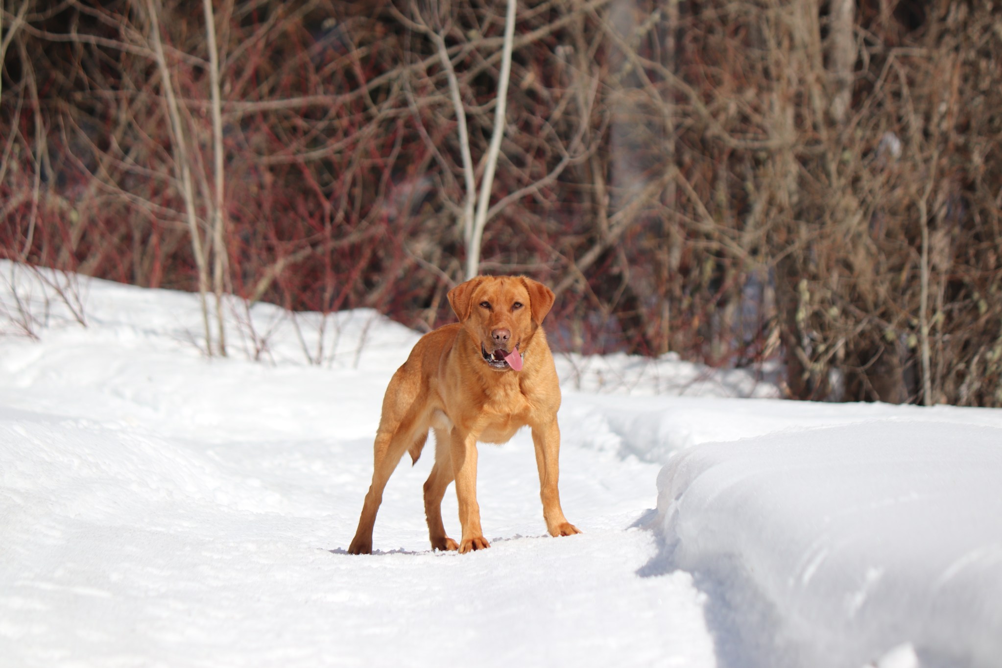 Marlin | Eromit Labrador Retrievers