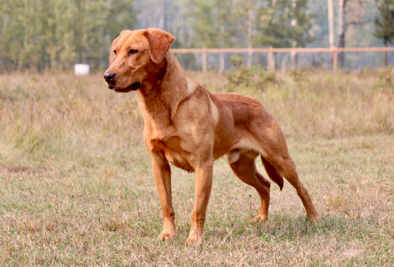 Marlin | Eromit Labrador Retrievers